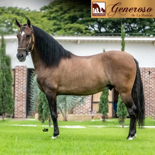 Comprasaltos | Líder en comercialización de saltos de caballos