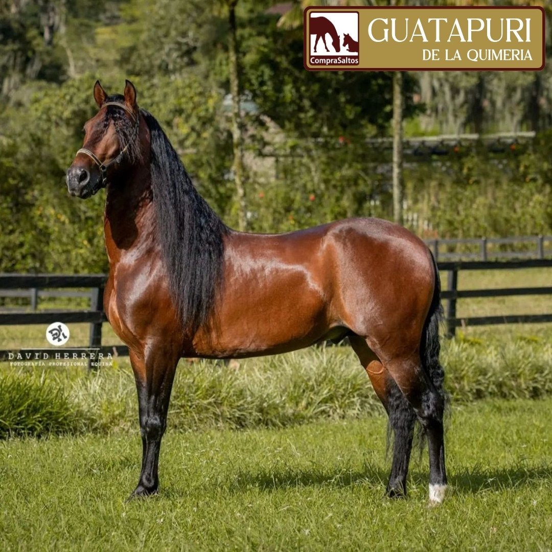 Comprasaltos | Líder en comercialización de saltos de caballos